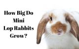 How Long Do Mini Lops Live For? Life Expectancy | Lifespan