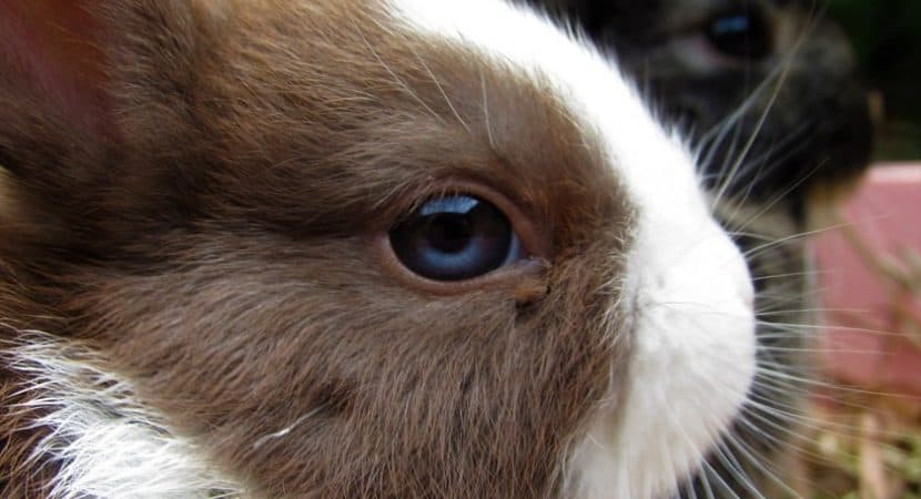 Can Rabbits See In The dark? Vision | Eyesight | Bunnies Sight