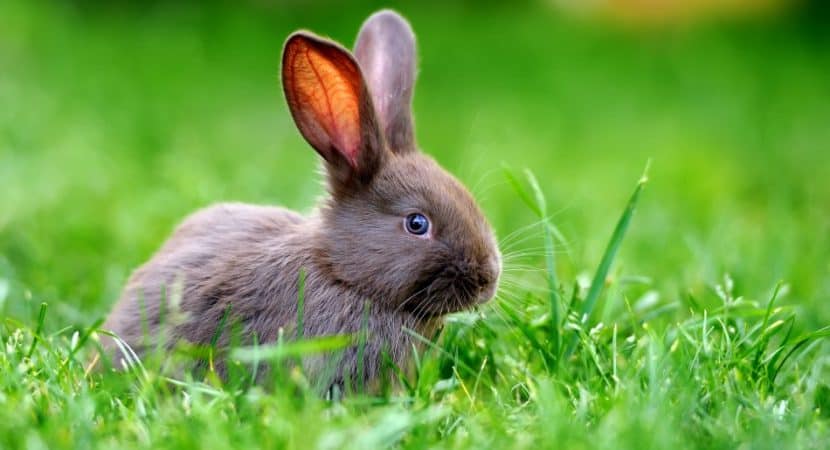 What Color Are Rabbits Eyes? Are They All The Same? | Hutch and Cage