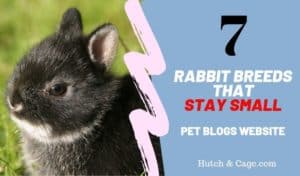 7 Pet Rabbit Breeds That Stay Small | Cute And Small Rabbit Breeds