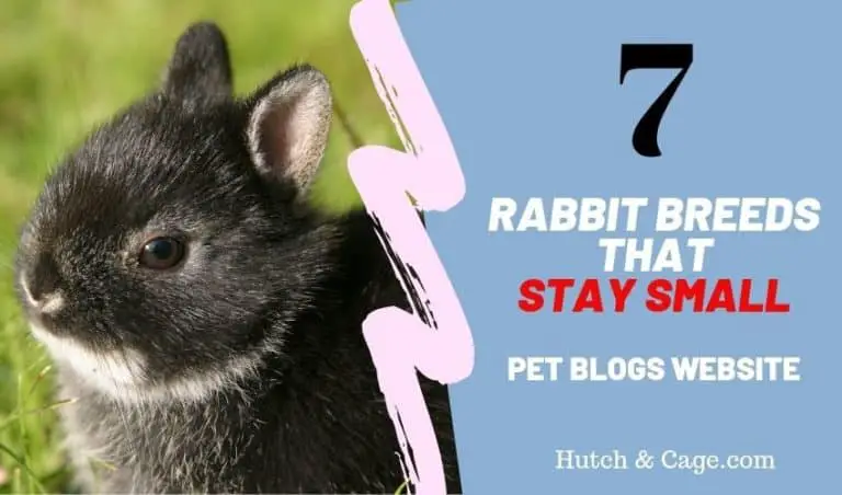 7 Pet Rabbit Breeds That Stay Small | Cute And Small Rabbit Breeds