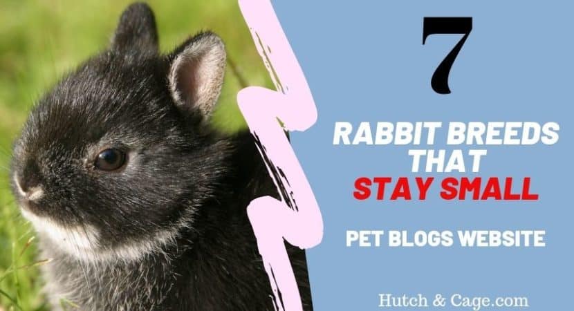 7 Pet Rabbit Breeds That Stay Small | Cute And Small Rabbit Breeds