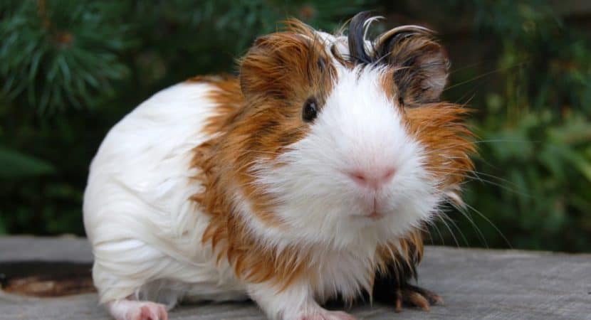 What Is Popcorning In Guinea Pigs? Reasons Why They Do it. | Hutch and Cage