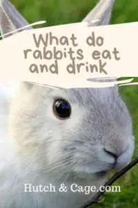 Complete Diet Guide For Rabbits | Hutch and Cage