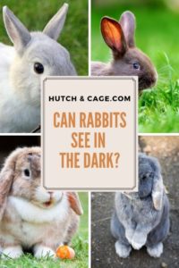Can Rabbits See In The dark? Vision | Eyesight | Bunnies Sight