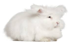 7 Pet Rabbit Breeds That Stay Small | Cute And Small Rabbit Breeds