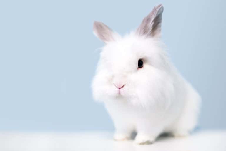 7 Pet Rabbit Breeds That Stay Small | Cute And Small Rabbit Breeds