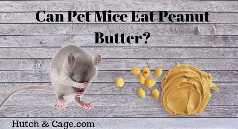 Can Mice Eat Peanut Butter? 11 Foods Your Pet Mouse Will Love. | Hutch ...