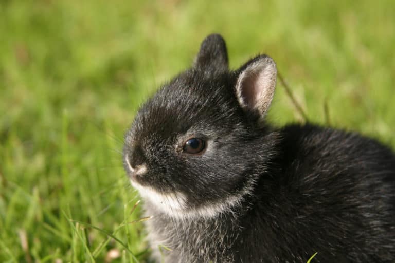 7 Pet Rabbit Breeds That Stay Small | Cute And Small Rabbit Breeds