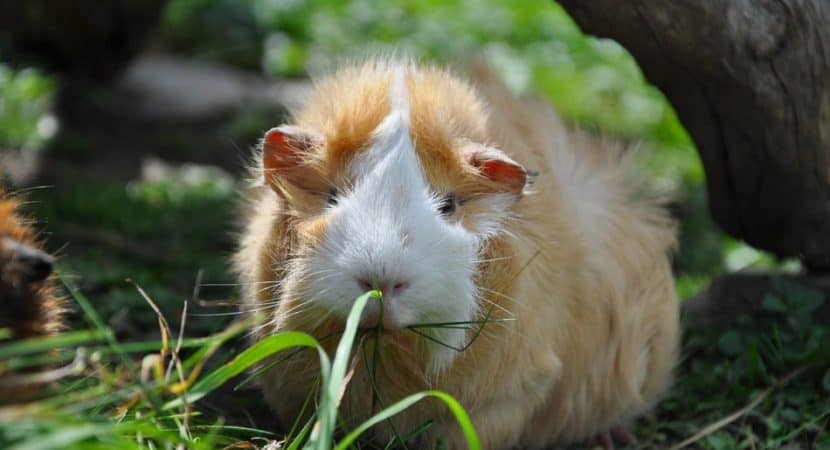 Why Guinea Pigs Shake: Is this normal behavior ? | Hutch and Cage