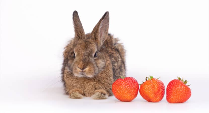 Can Rabbits Eat Strawberries? | Hutch and Cage