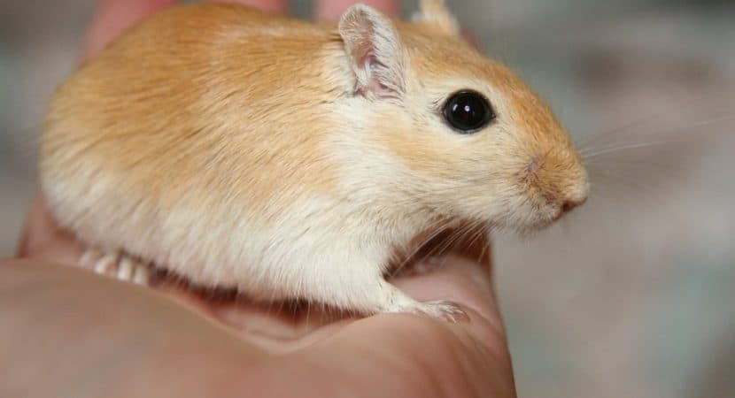 How Big Do Gerbils Get? Size | Growth Rate | Lifespan | Time Scales