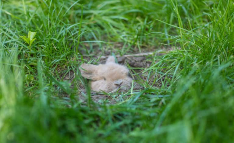 How To Stop Pet Rabbits From Digging Up The Lawn | Hutch and Cage