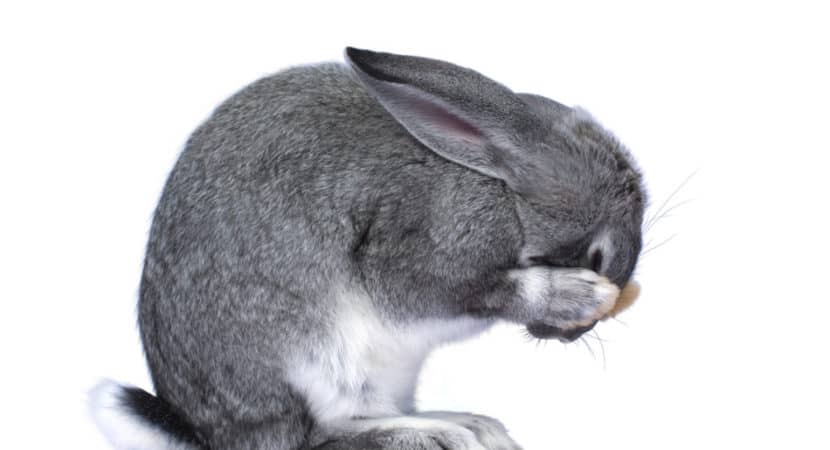 Do Rabbits Cry? Do Pet Rabbits Cry Tears And Why | Hutch and Cage