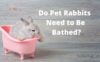 Can Rabbits See In The dark? Vision | Eyesight | Bunnies Sight