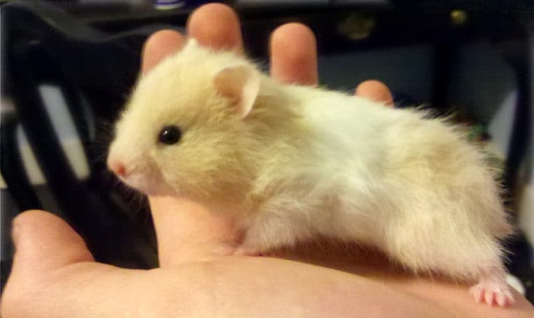 Teddy Bear Hamsters | 21 Amazing Hamster Facts! | Hutch and Cage