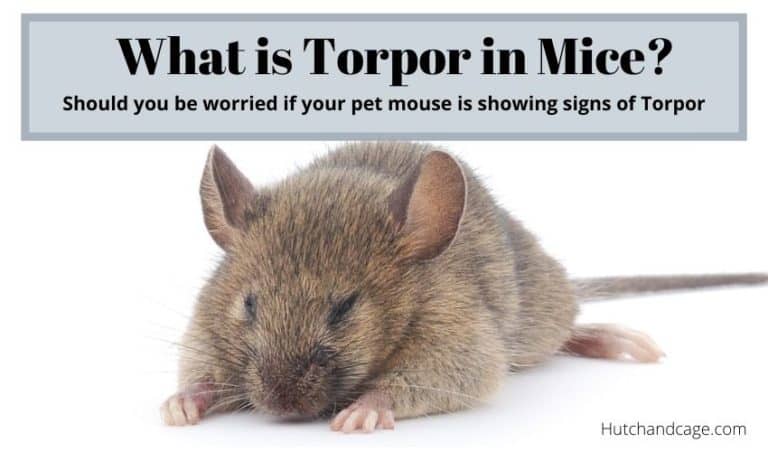 What Is Torpor In Mice?