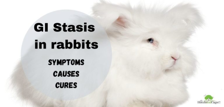 GI stasis in rabbits: Symptoms | Causes | Treatments