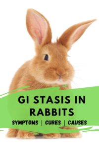 GI stasis in rabbits: Symptoms | Causes | Treatments
