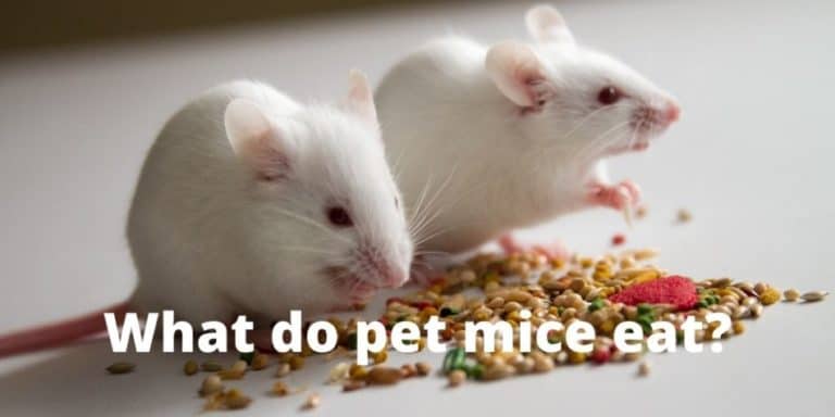 What Do Pet Mice Eat? Guide Updated! | Hutch and Cage