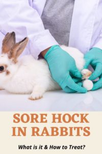Sore Hock in Rabbits | What is it and how to treat?