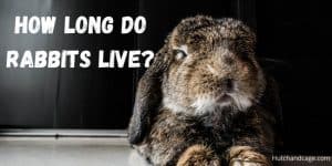 How Long Do Rabbits Live? Rabbit lifespan wild & Domesticated | Hutch ...