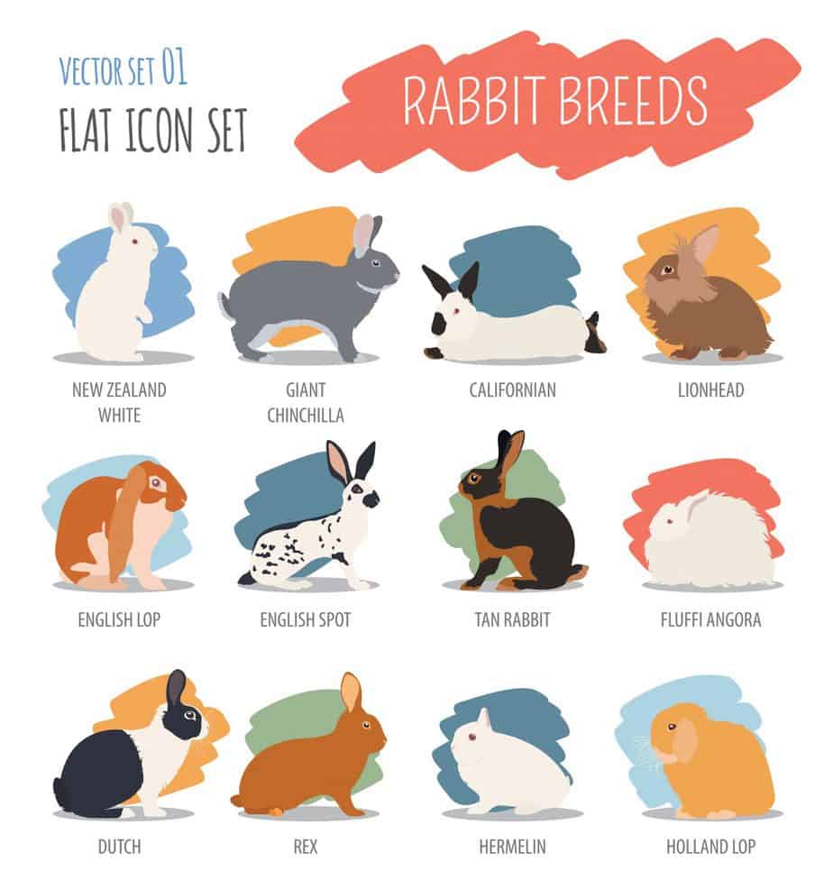 Lionhead Rabbit: Diet | Size | Breeding | Housing | Hutch and Cage