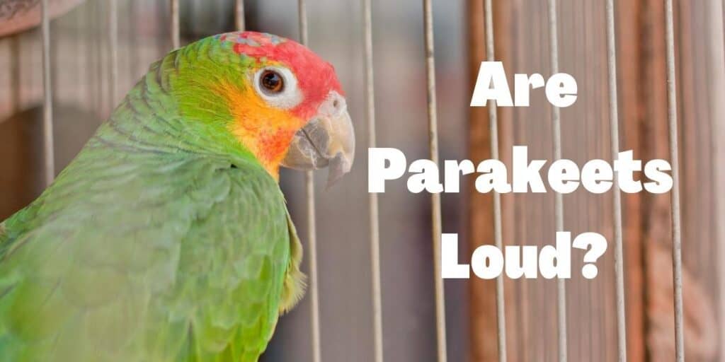 Are Parakeets Loud? Parrakeet Sounds and Meanings | Hutch and Cage