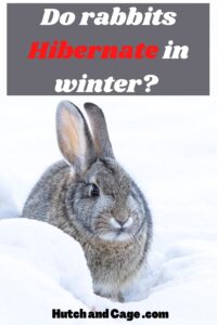 Do Rabbits Hibernate in Winter | How to Prepare for it! | Hutch and Cage
