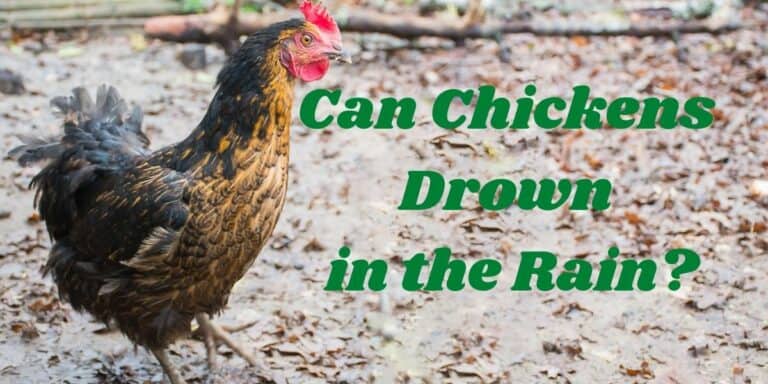 Can Chickens Drown in the Rain? | Hutch and Cage