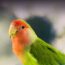 Small Talking Birds | 9 Best small birds that talk | Hutch and Cage