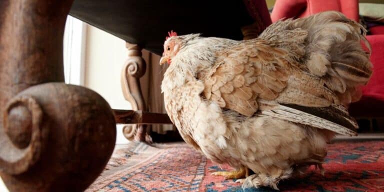 Can You Have an Indoor Pet Chicken? ( Crazy idea? ) | Hutch and Cage