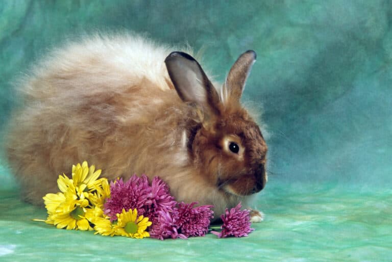 Long Haired Rabbit Breeds | 7 Most Popular | Hutch and Cage