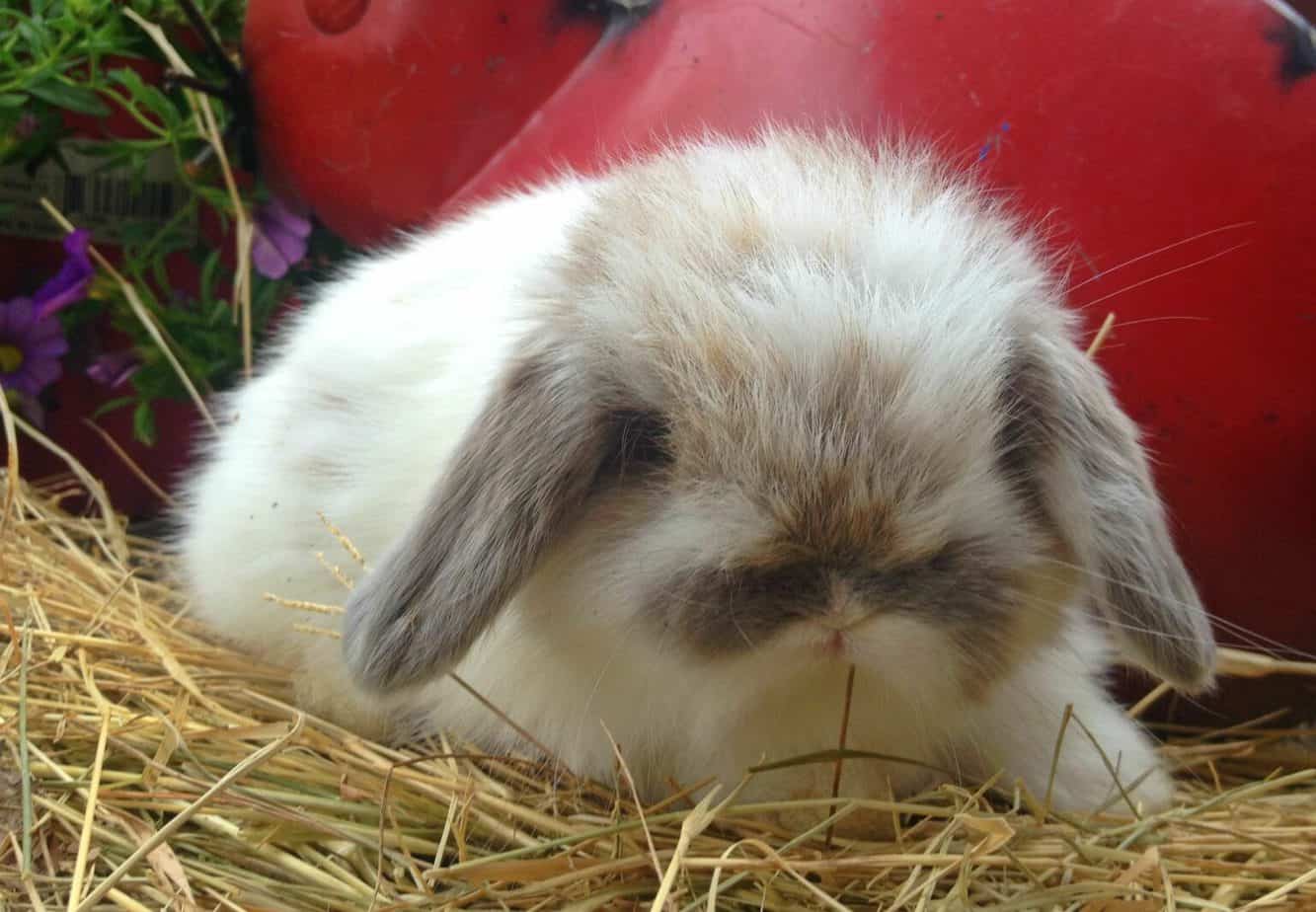 Long Haired Rabbit Breeds | 7 Most Popular | Hutch and Cage
