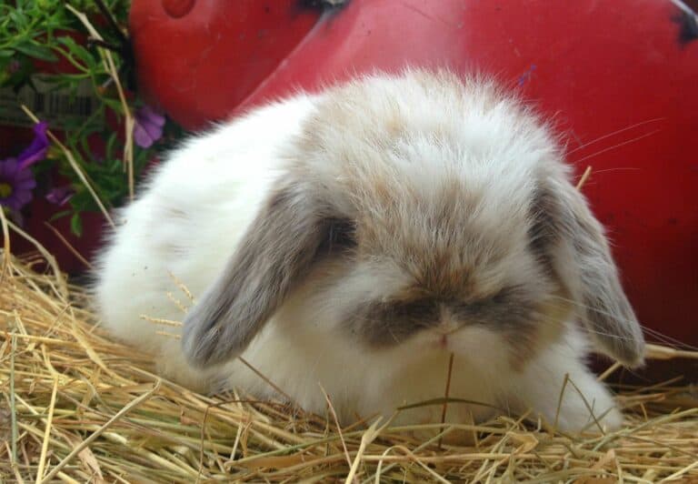 Long Haired Rabbit Breeds | 7 Most Popular | Hutch and Cage
