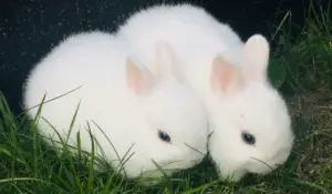 White Rabbit Breeds | 7 White Pet Rabbit Breeds | Hutch and Cage
