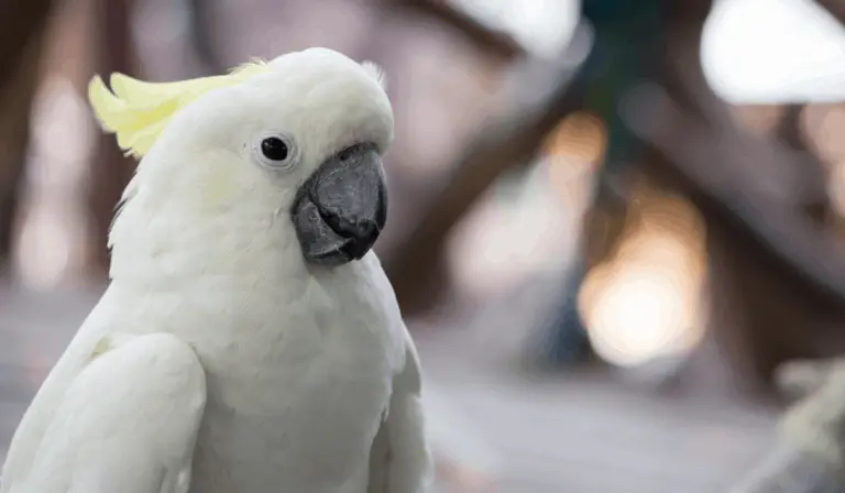 7 Friendly Pet Birds | Most Affectionate Pet Birds | Hutch and Cage