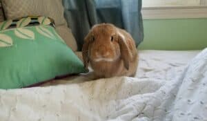 Mini Lop Rabbit: Diet | Size | Breeding | Housing | Care Guide | Hutch ...