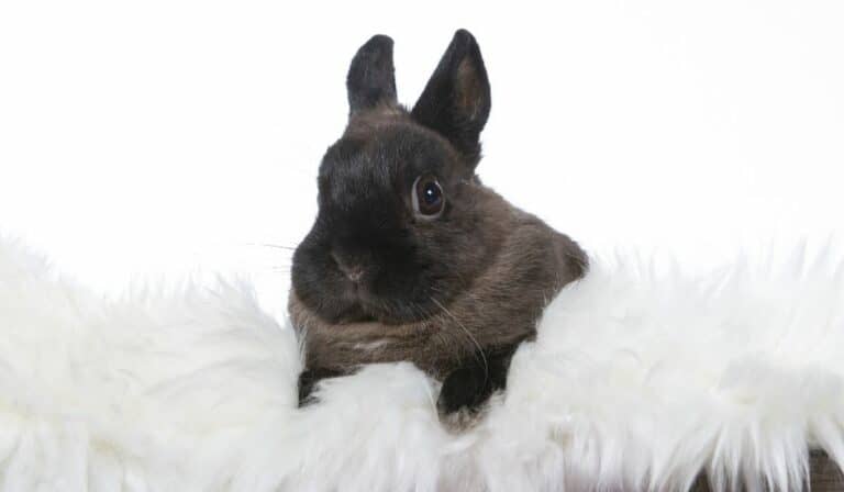 Black Rabbit Breeds | 11 Black Pet Rabbit Breeds | Hutch and Cage