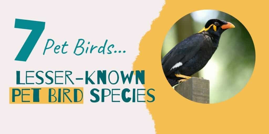 7 Lesser-Known Pet Bird Species | Be different! | Hutch and Cage