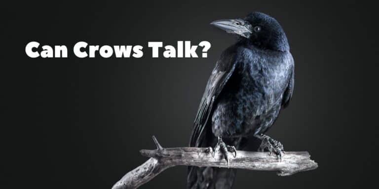 Can Crows Talk? ( Video with An Awesome talking crow) | Hutch and Cage