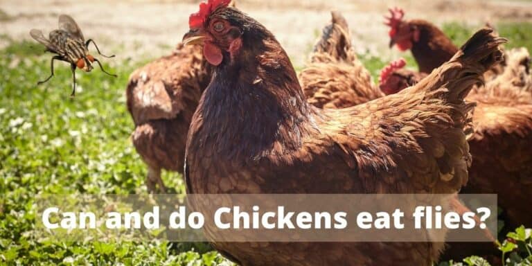 Do chickens eat flies ( What about other insects as well? ) | Hutch and ...