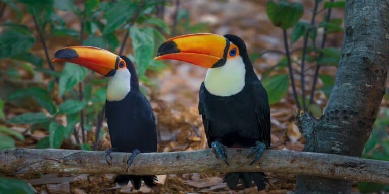Do Toucans Have Predators? | Hutch and Cage