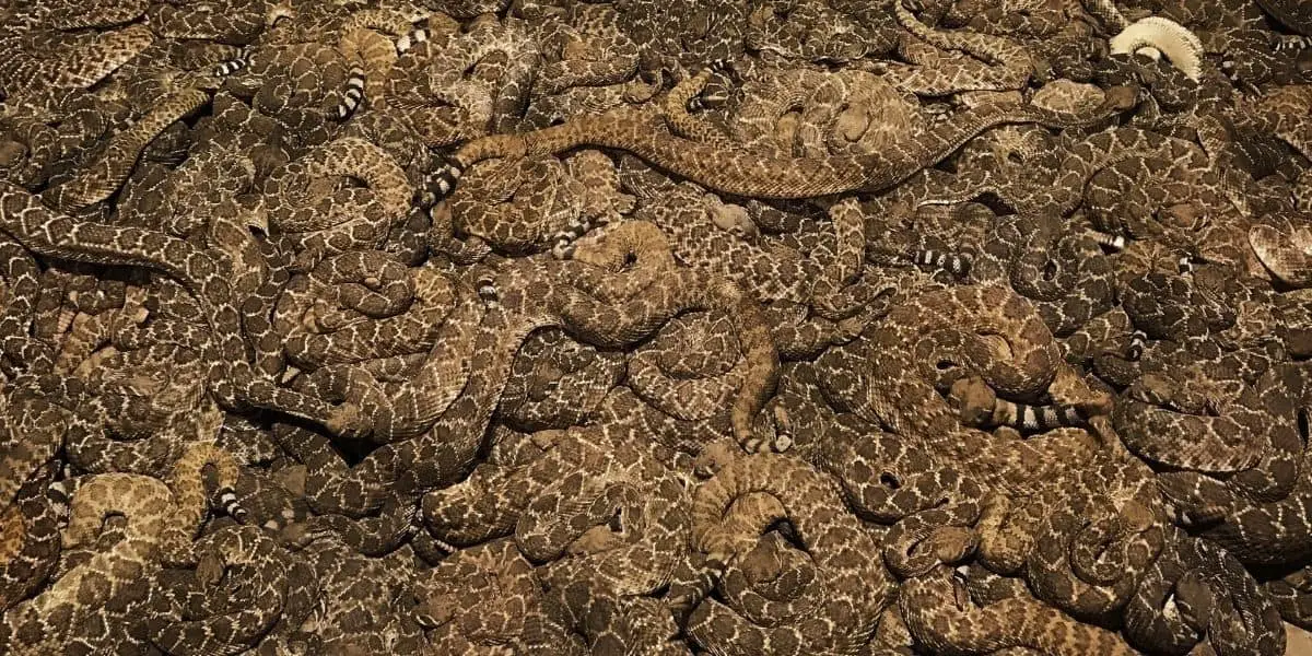 What is a Group of Animals Called? | Hutch and Cage