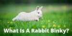 What Is A Rabbit Binky? (Rabbit Binky Explained) | Hutch and Cage