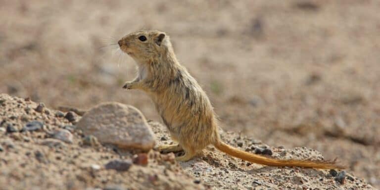 Gerbil Care Guides | Hutch and Cage