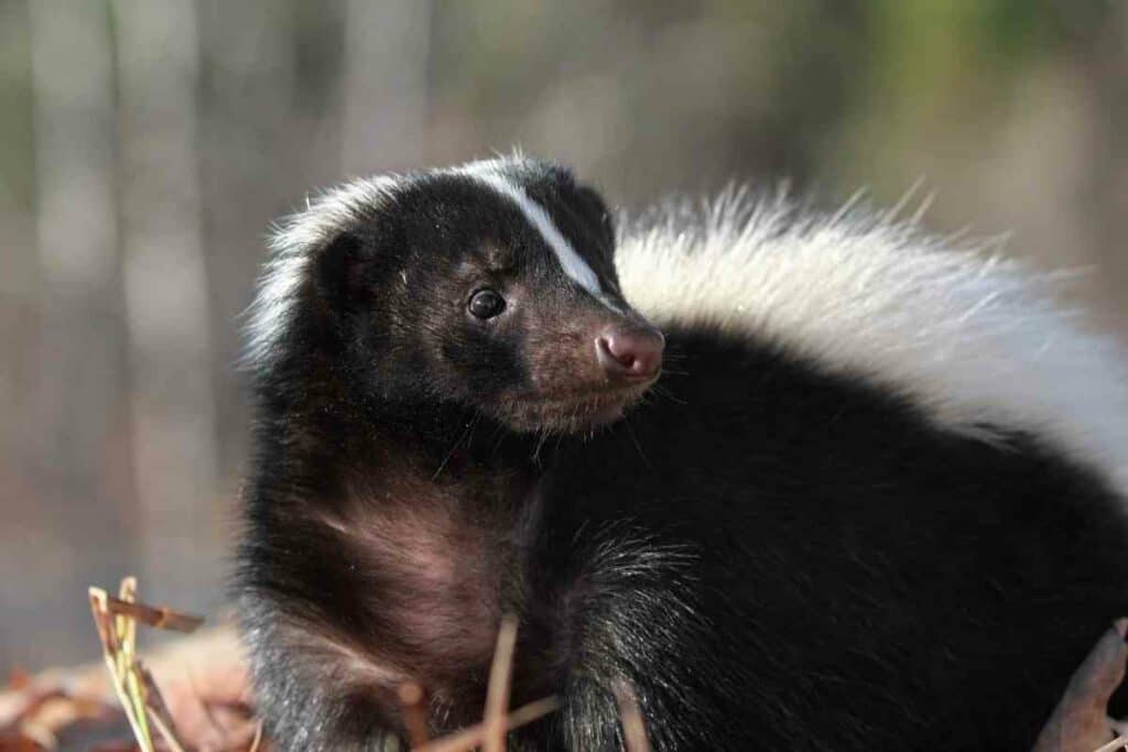 Do Skunks Eat Ants?