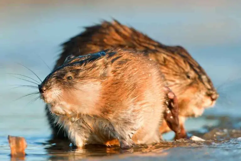 Are Muskrats Dangerous?