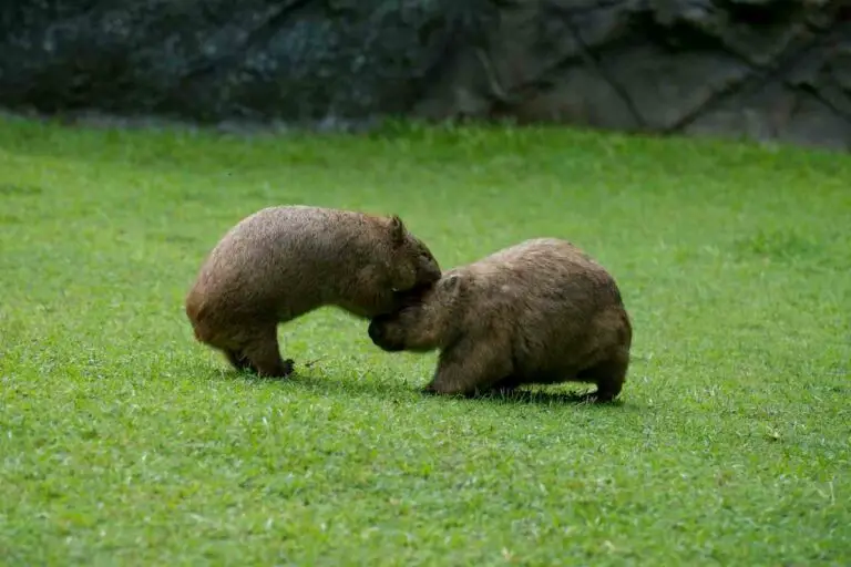 Wombat Facts For Kids: Perfect For School Homework & Projects