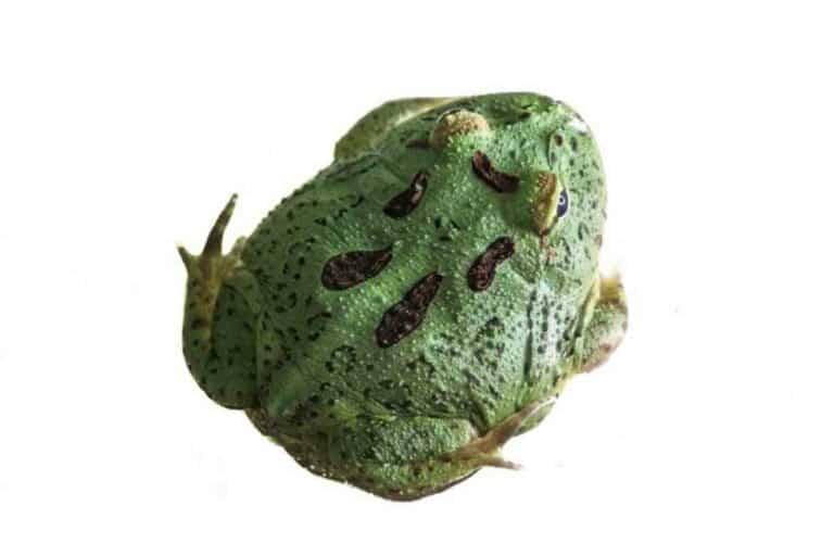 15 Pacman frog morphs and colors explained (With pictures) | Hutch and Cage